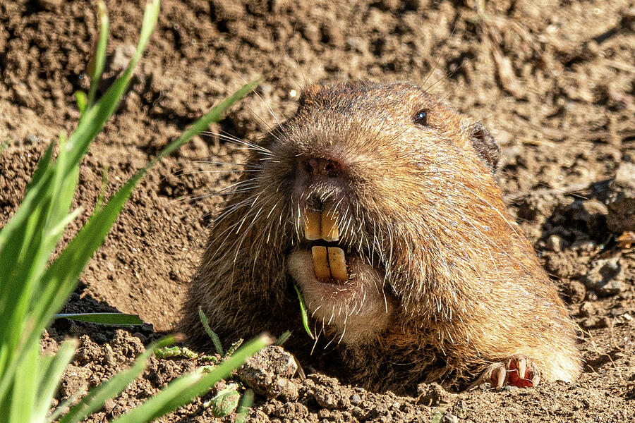 Bucky Photograph By Brian Morefield Prose Imagery Fine Art America