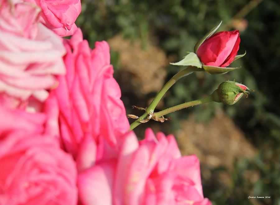 Budding Beauty Photograph By Jessica Lamson Fine Art America
