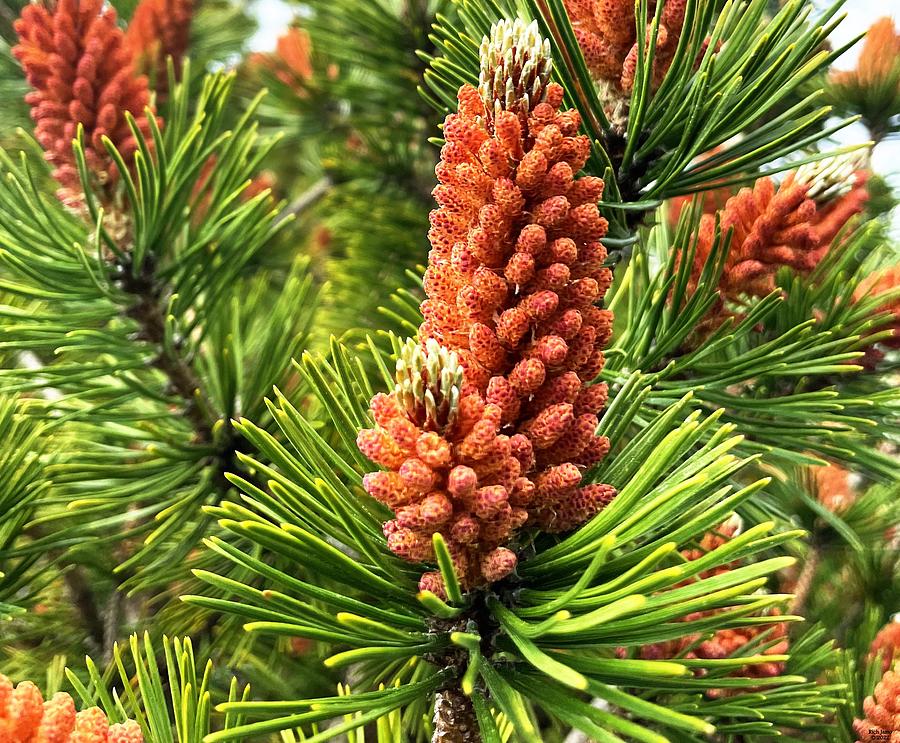 Budding Pine Cones Photograph by Rich Jasso - Fine Art America