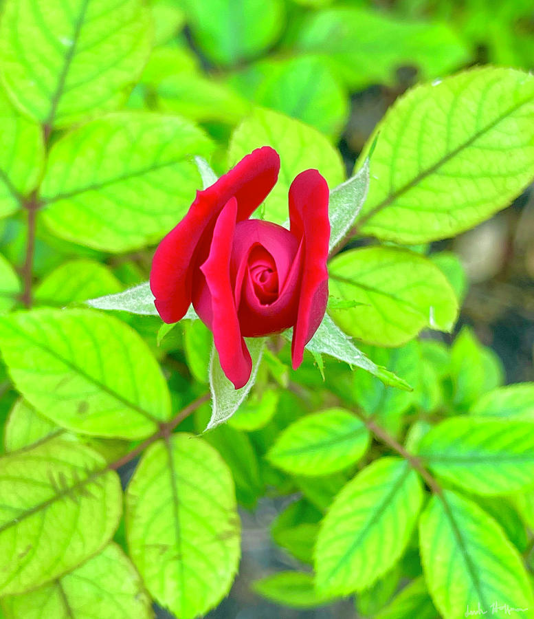 Budding Rose Photograph By Sarah Hoffman Fine Art America