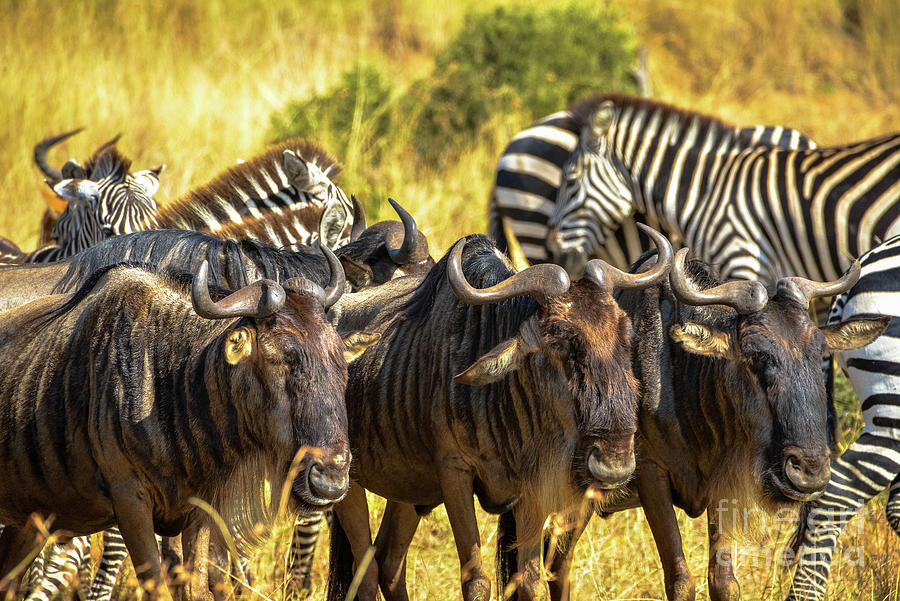 buffaloes and zebras, Kenya Photograph by Jan Fritz - Pixels
