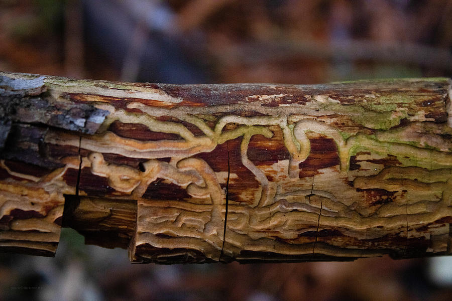 Bug Paths Photograph by Patrick Turner - Pixels