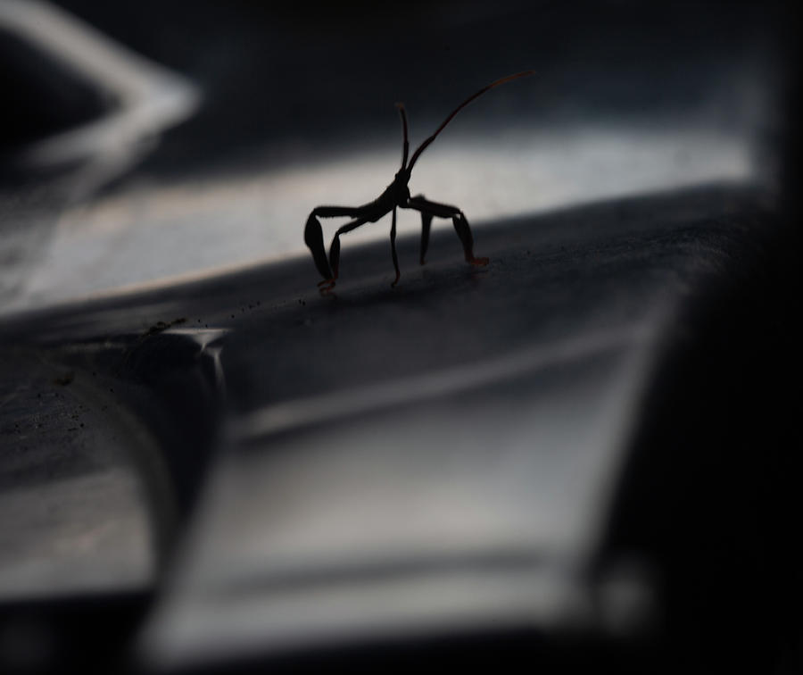 Bug Photograph by Randall Photoshoot - Pixels