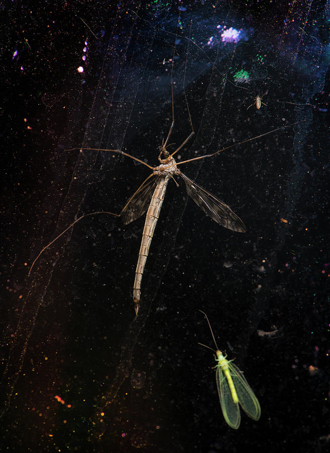 Bugs on a Window, North Carolina, Bug Art, Entomology 2 Photograph by ...
