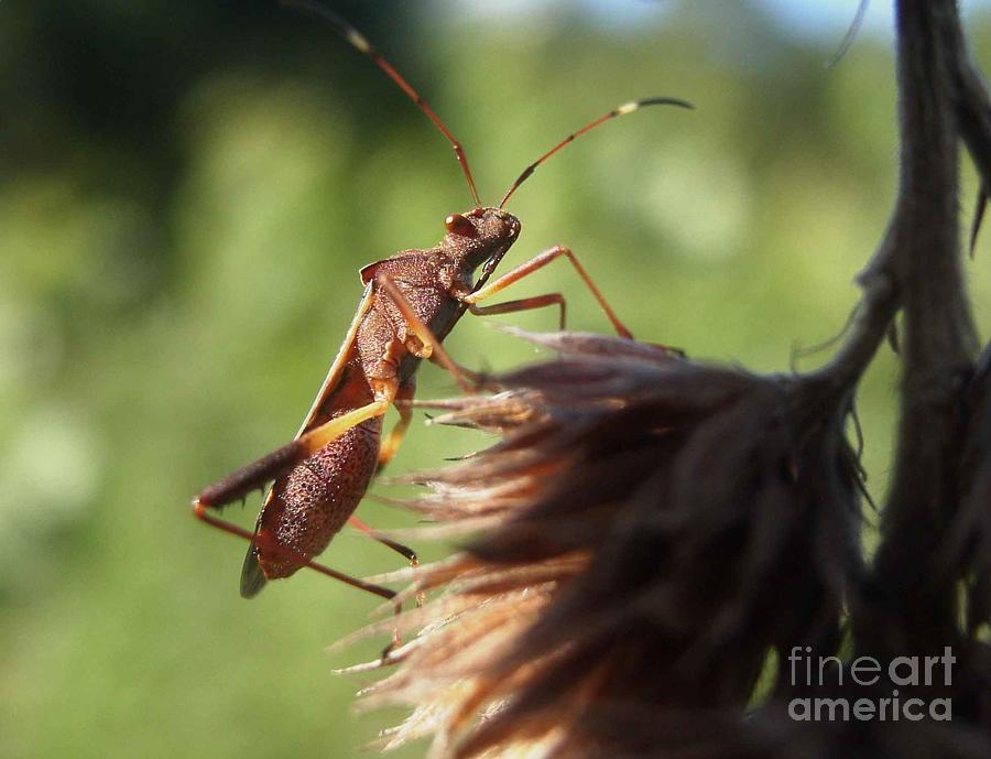 Bugsy Photograph by Martha Ayotte | Fine Art America