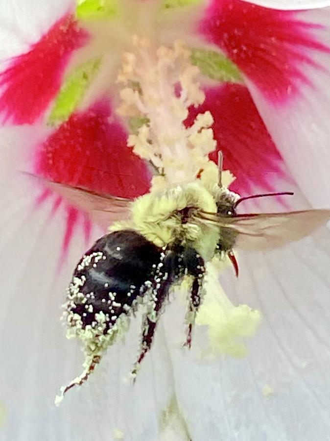 Bumblebee in flight Photograph by Sandra Haralson - Pixels