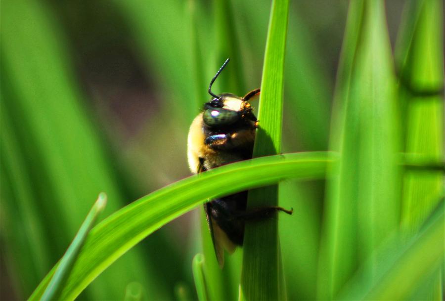 Bumblebee macro Photograph by Gregory A Mitchell Photography - Fine Art ...