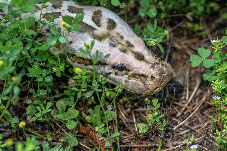 Burmese Python - Granite Morph - Closeup Photograph by Eric Albright ...
