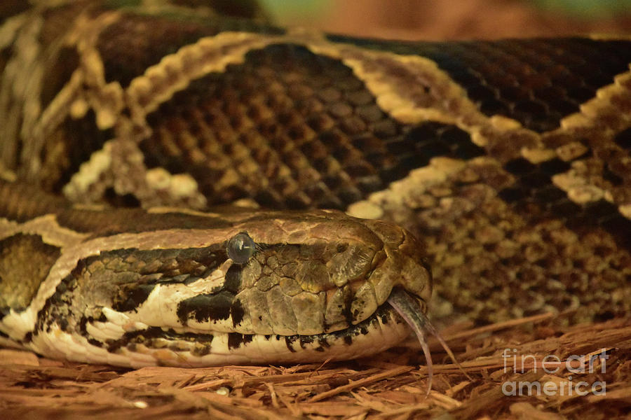 Burmese Python Snake Sticking Out a Forked Tongue Photograph by DejaVu ...