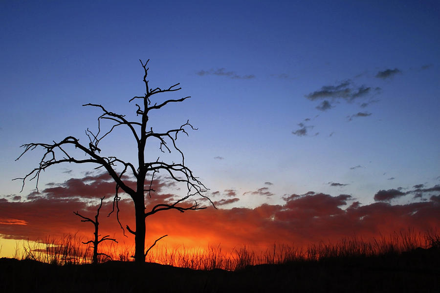 Burnt Tree at Sunset Photograph by Patsy Michaud - Pixels