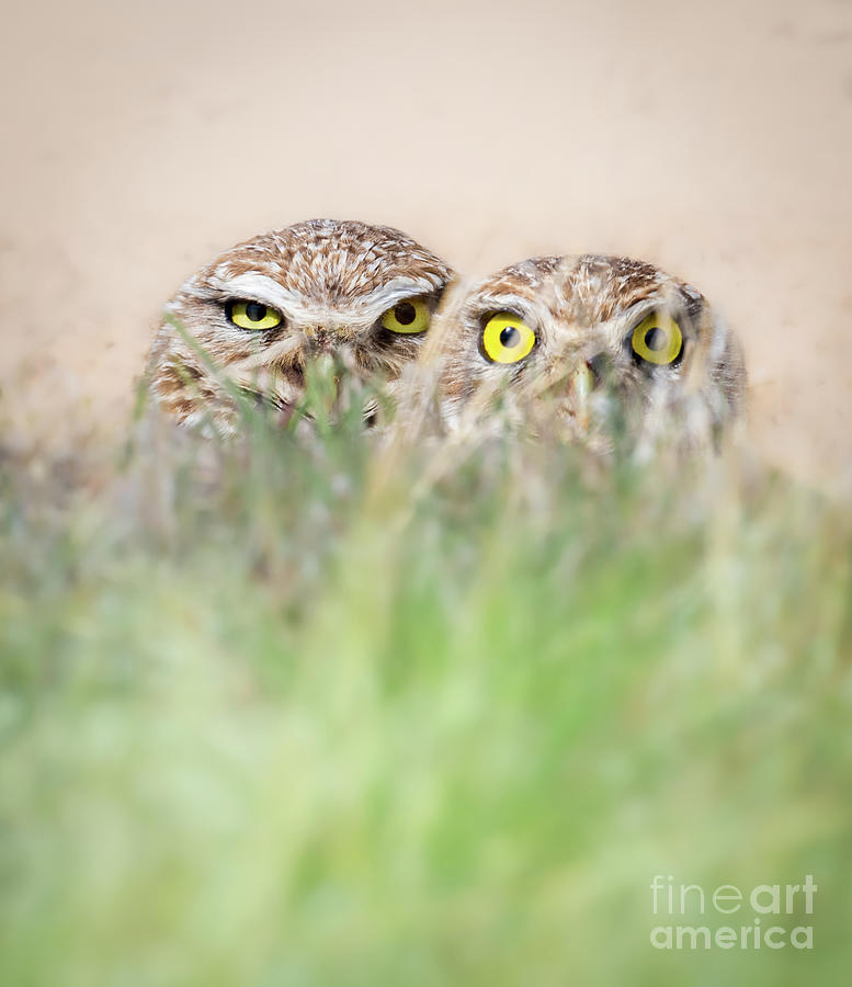 Burrowing Owl Couple Photograph by Jami Bollschweiler - Fine Art America