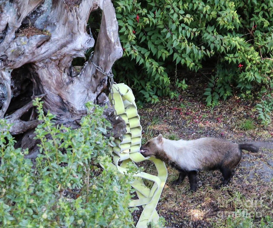 Bush Dog Snacking Photograph by Suzanne Luft - Fine Art America
