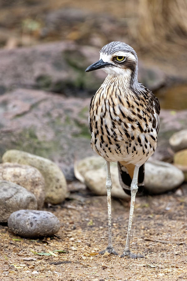Bush stone-curlew, Burhinus grallarius also know as the Bush Thi ...