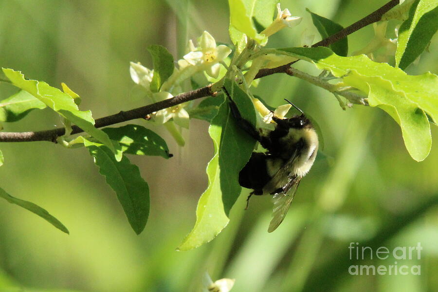 Busy Bee Working Photograph by Brian Baker - Fine Art America