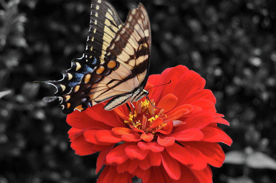 Butterfly in Spring 1 Photograph by Kelly Lorentz - Fine Art America