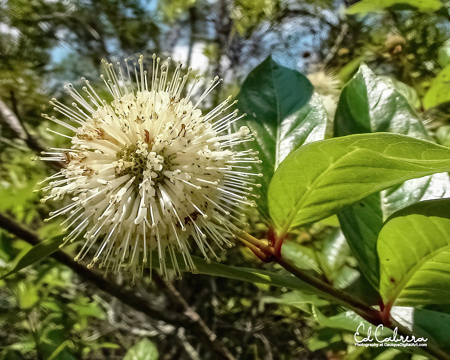 Button Bush flower Photograph by Edelberto Cabrera - Fine Art America