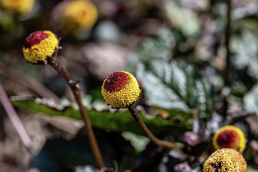 Buzz Button Plants Photograph by Sharon Gucker - Fine Art America