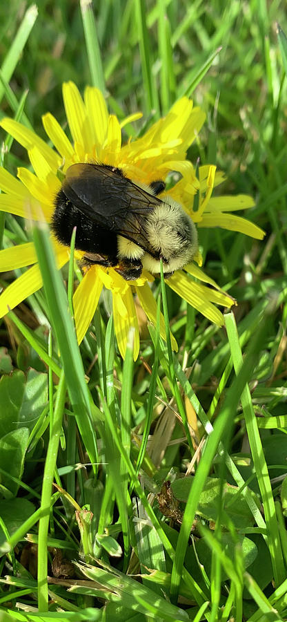Buzzy Bee Photograph by Taylor Loop - Pixels