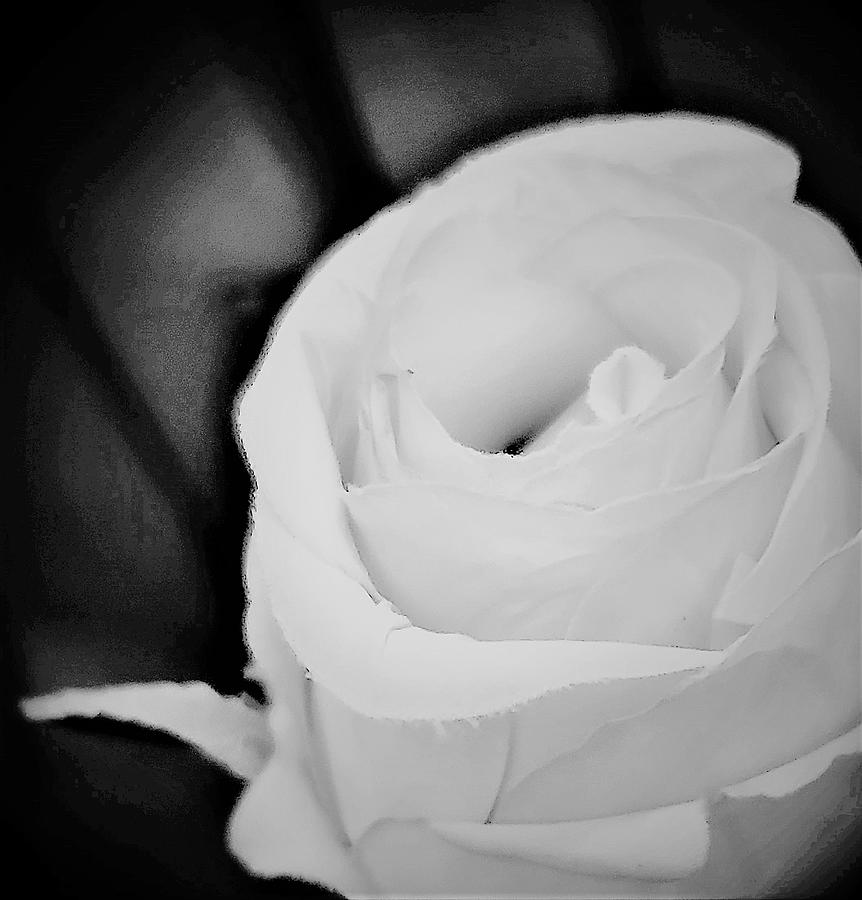 BW Rose Photograph by Cindy Blanchard - Pixels