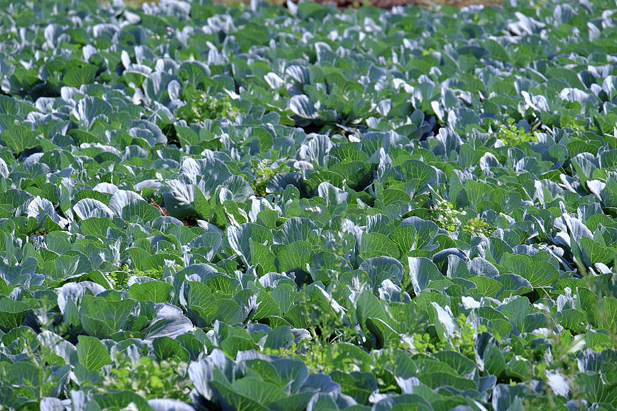 Cabbage Patch Photograph by Randy Getty - Fine Art America