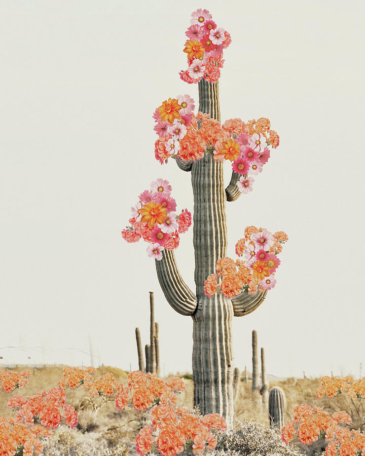 Cacti art and orange pink flowers Desert nature Neutral art Digital Art ...