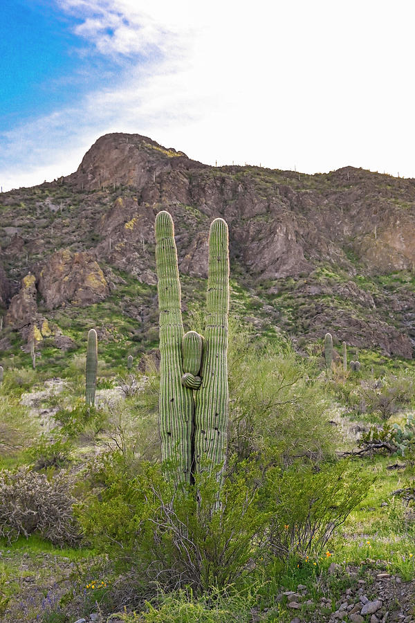 Cactus Hugging Photograph by Samantha Frederick - Pixels