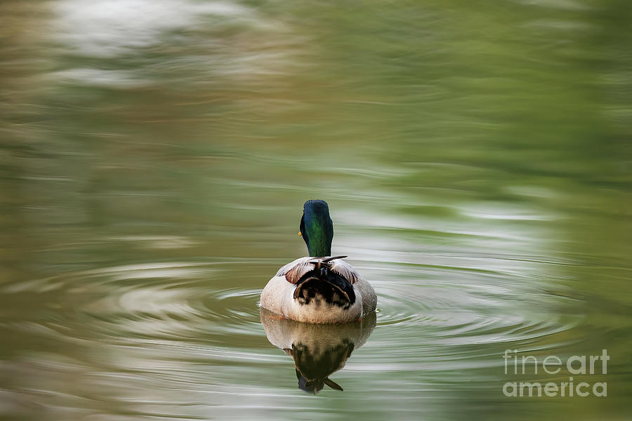 Calm Photograph by Scott Pellegrin - Fine Art America