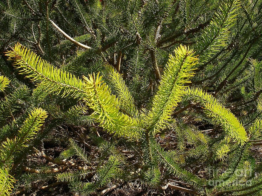 Calothamnus Photograph by Lesley Evered - Fine Art America
