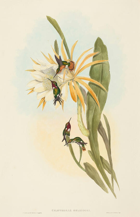 Calothorax heliodori Drawing by John Gould and H C Richter - Fine Art America