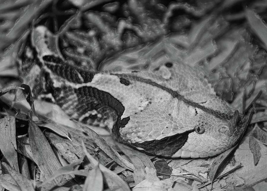 Camo Snake Photograph by Ronnie Corn - Fine Art America