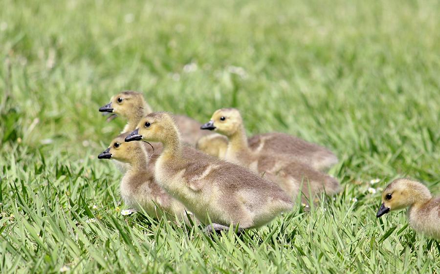 Canada goslings on the move Digital Art by Jesse Kincaid - Fine Art America Canada goslings on the move Digital Art by Jesse Kincaid - Fine Art America
