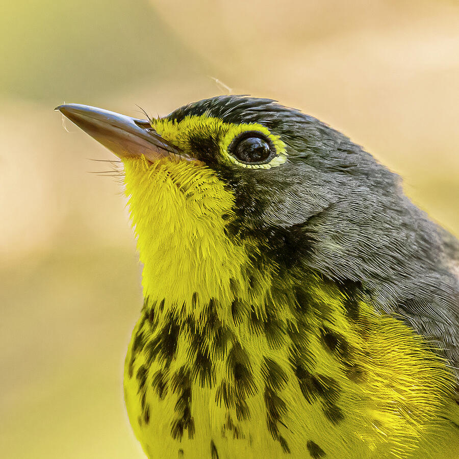 Canada Warbler Square Photograph by Morris Finkelstein - Fine Art America