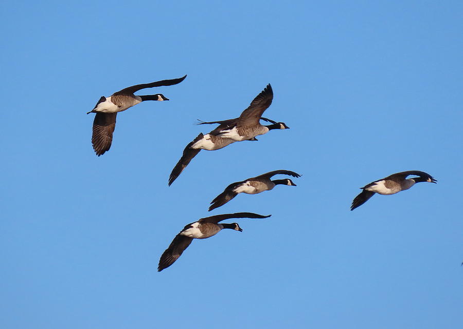 Canadian Geese in Flight Photograph by Andrea Lowery - Fine Art America