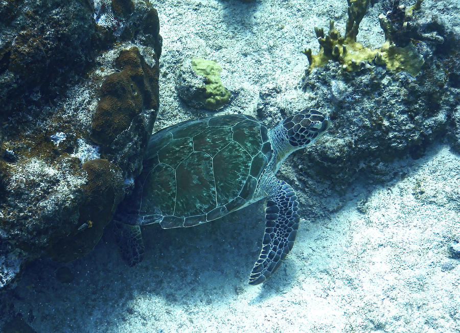 Cane Bay Green Sea Turtle Photograph by Darin Bokeno | Pixels