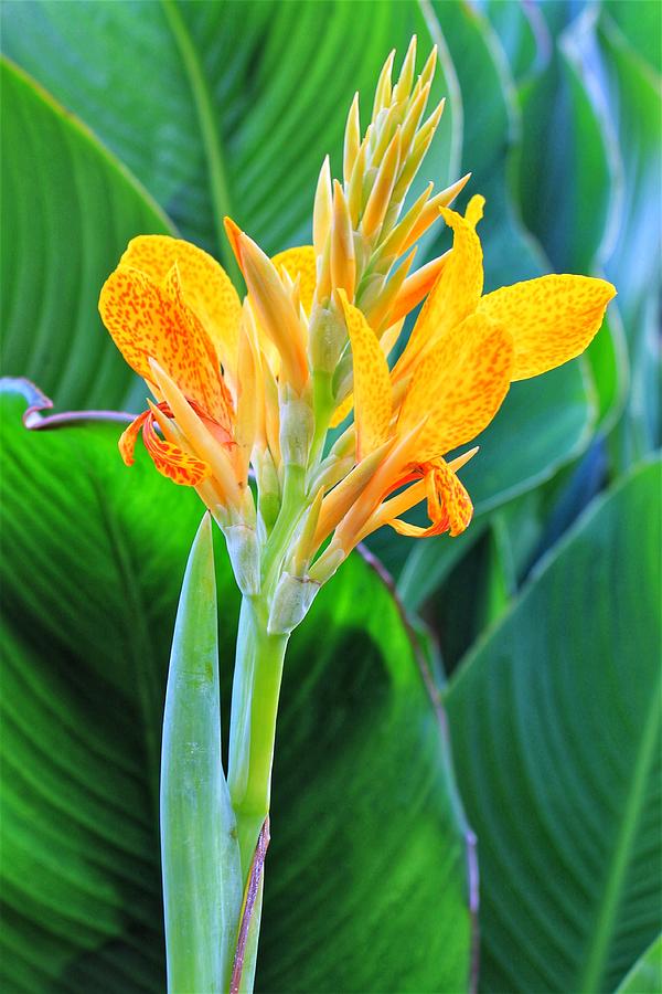 Cannova Yellow Canna Lily Photograph by Gregory Mitchell - Pixels