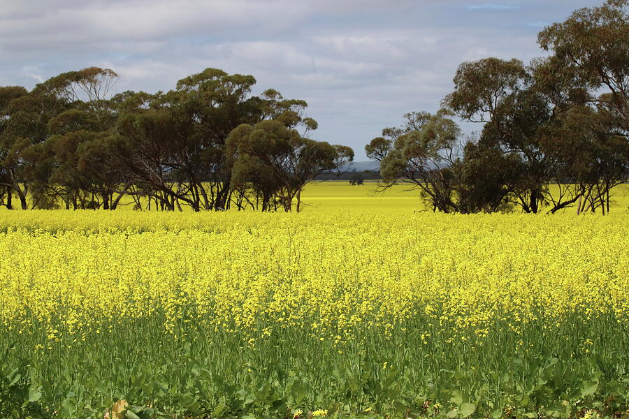 Canola Spring Photograph by Michaela Perryman - Pixels