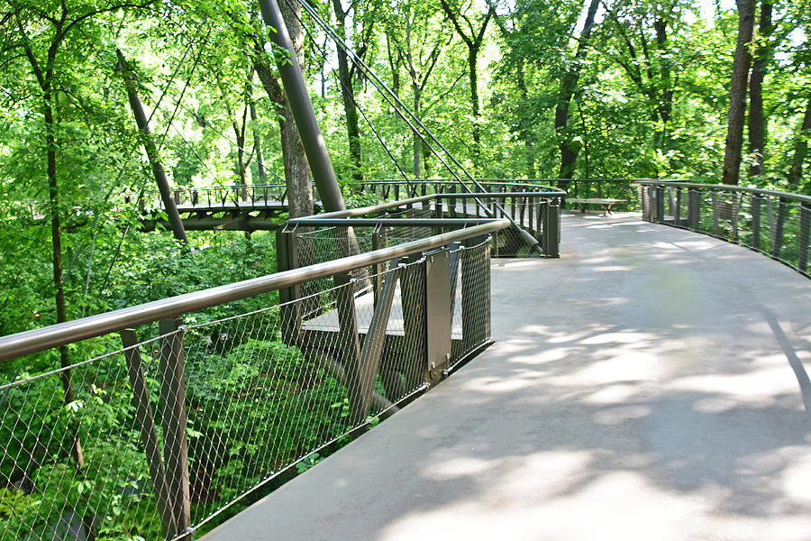 Canopy walk Photograph by Ed Stokes - Fine Art America