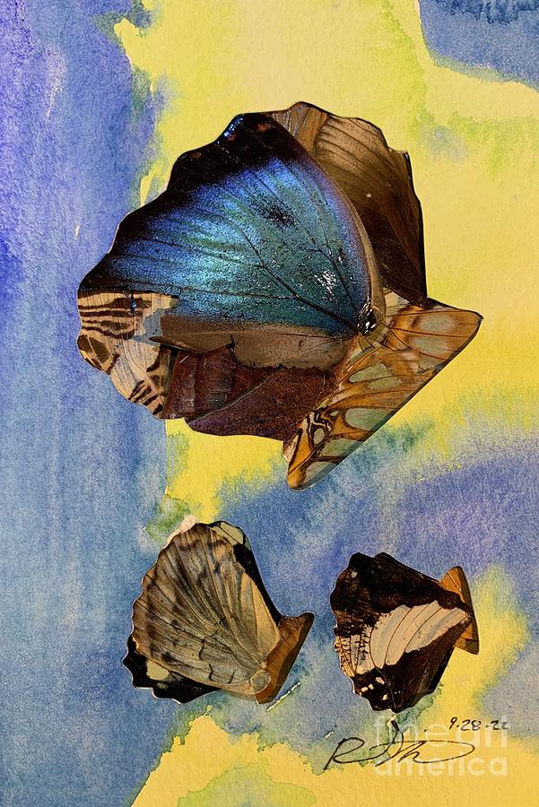 Cape Cod - Seashells Mixed Media by Ryan Smithson - Fine Art America