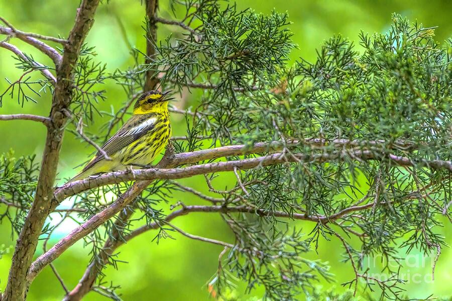 Cape May Warbler Photograph by Jennifer Jenson - Fine Art America