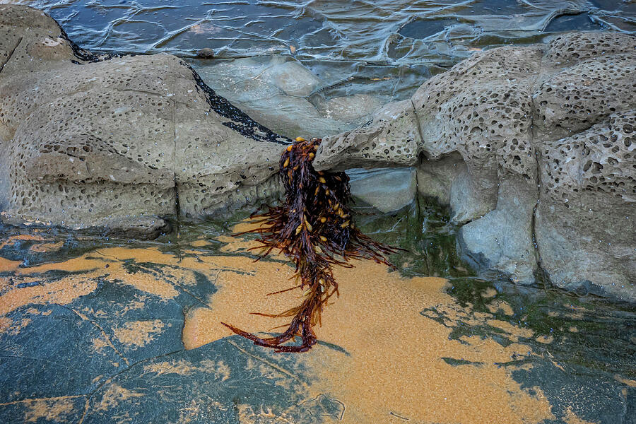 Captive Photograph by Bette Devine - Fine Art America