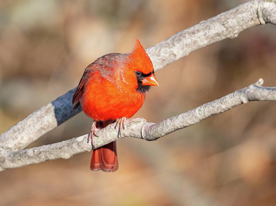 Cardinal Perched Photograph by Ray Whitt - Fine Art America