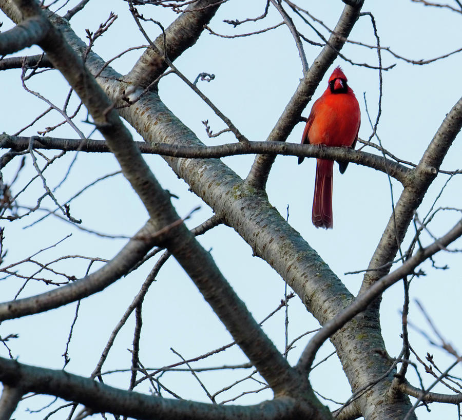 Cardinal Pose Photograph by Tony Burns - Fine Art America