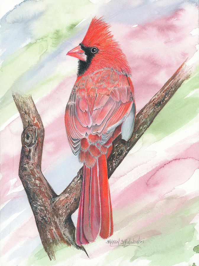 Cardinal Mixed Media by Sharon Serwinowski - Fine Art America