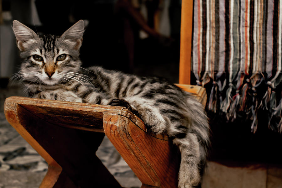 Carpet Cat Photograph by Charles Everhardt - Fine Art America