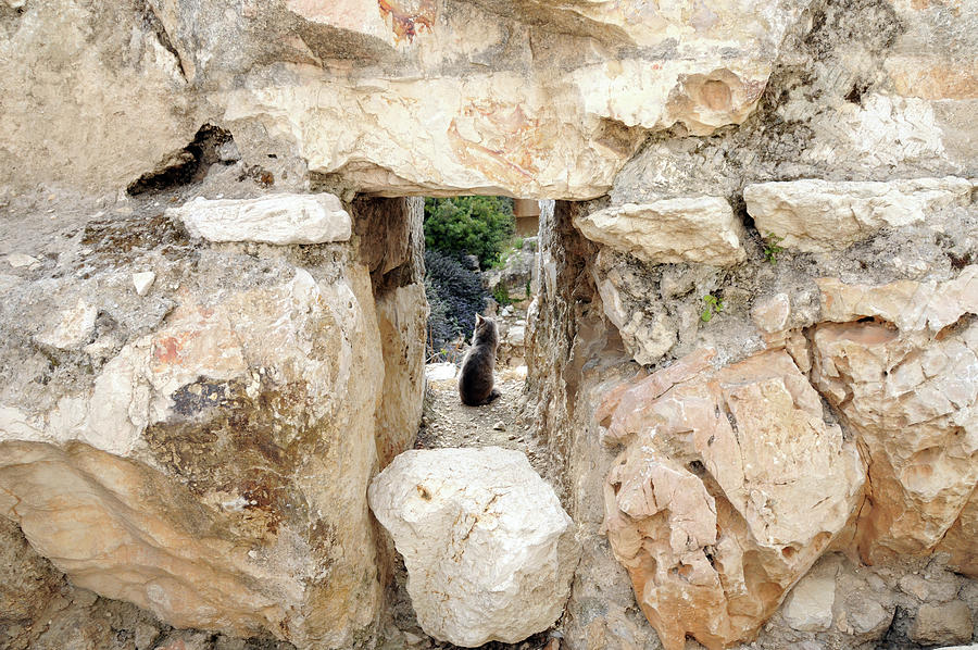 Cat among the walls of old Jerusalem Photograph by Bob Silverman - Fine ...