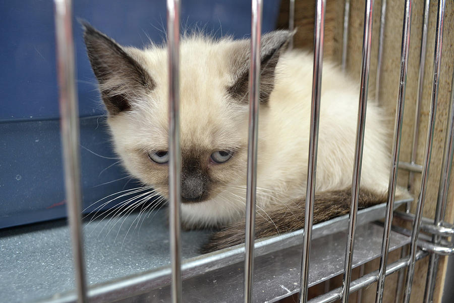 Cat in prison Photograph by Kelly Johnson | Fine Art America