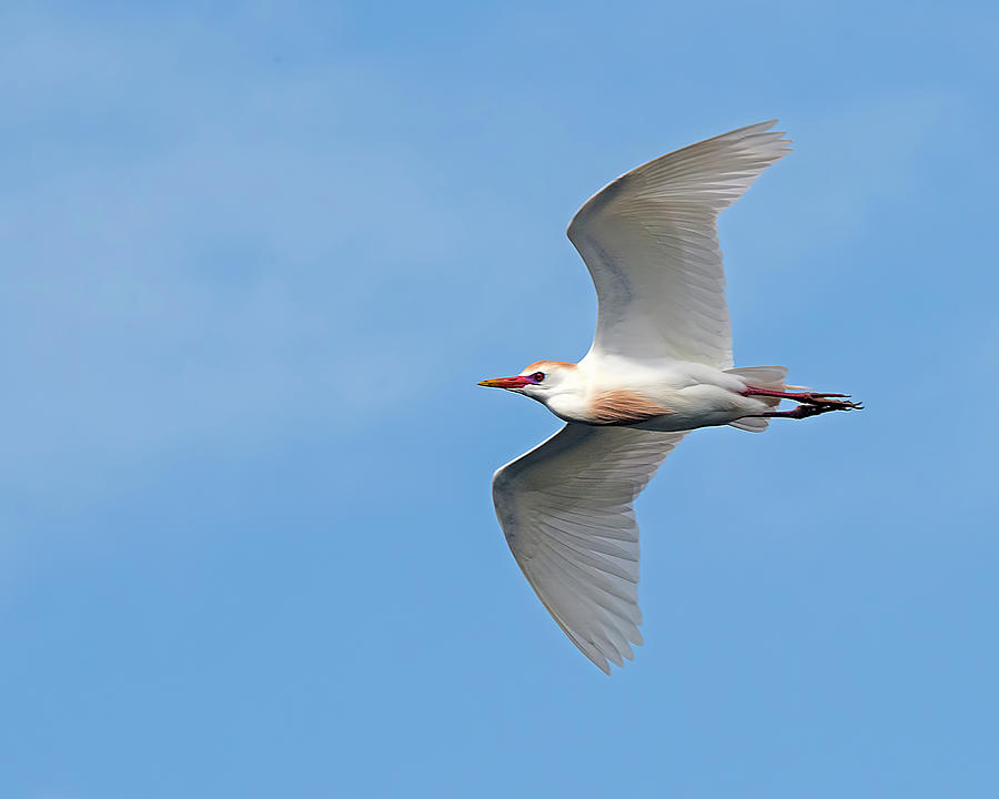 Cattle Egret 3490 Photograph By Matthew Lerman Pixels