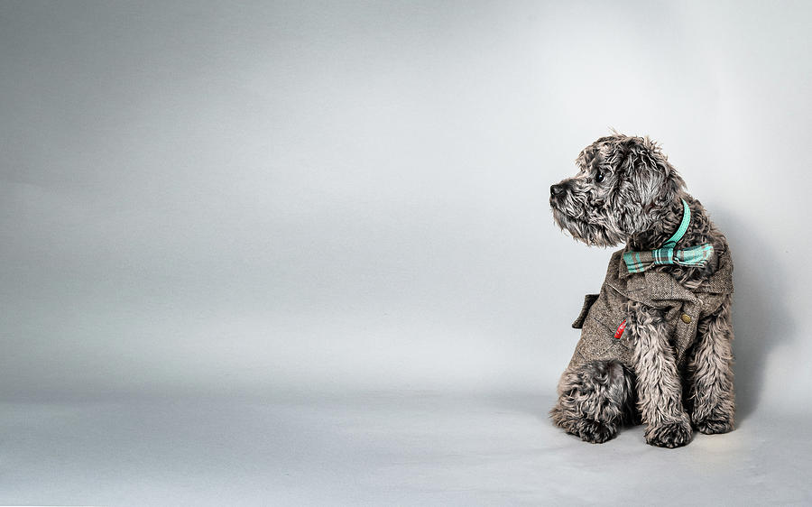 Cavapoo and Dicky bow Photograph by Pete Bird - Fine Art America