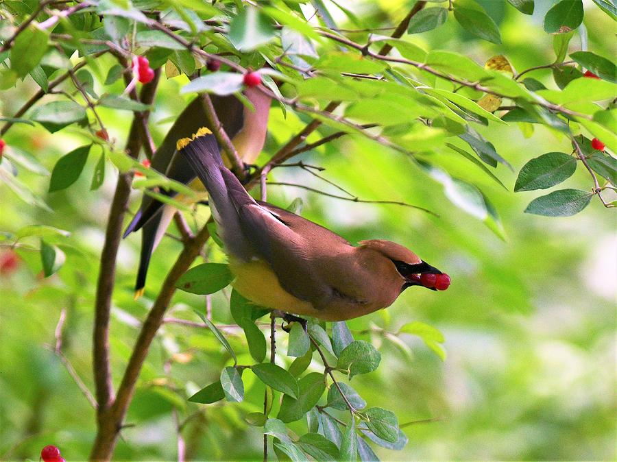 Cedar Wax Wing Photograph By Jo Ann Matthews Fine Art America
