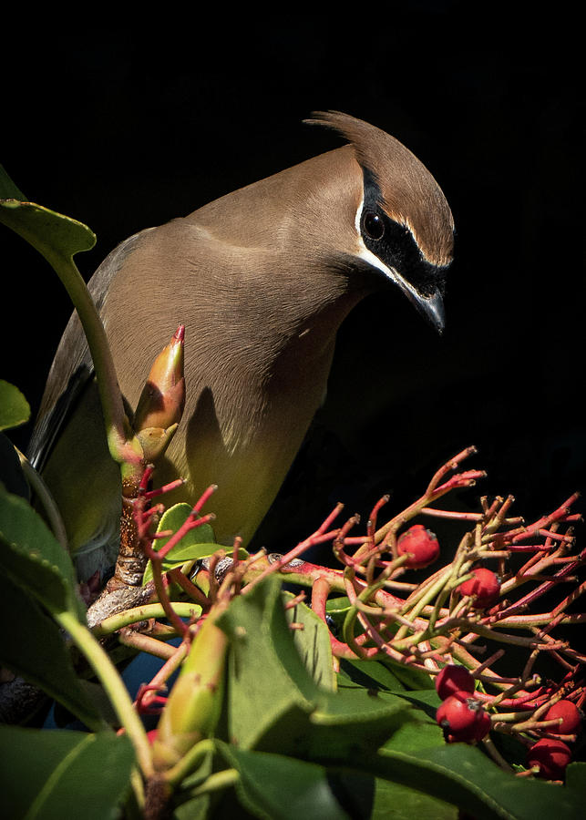 Cedar Waxwing Photograph By Mary Catherine Miguez Fine Art America